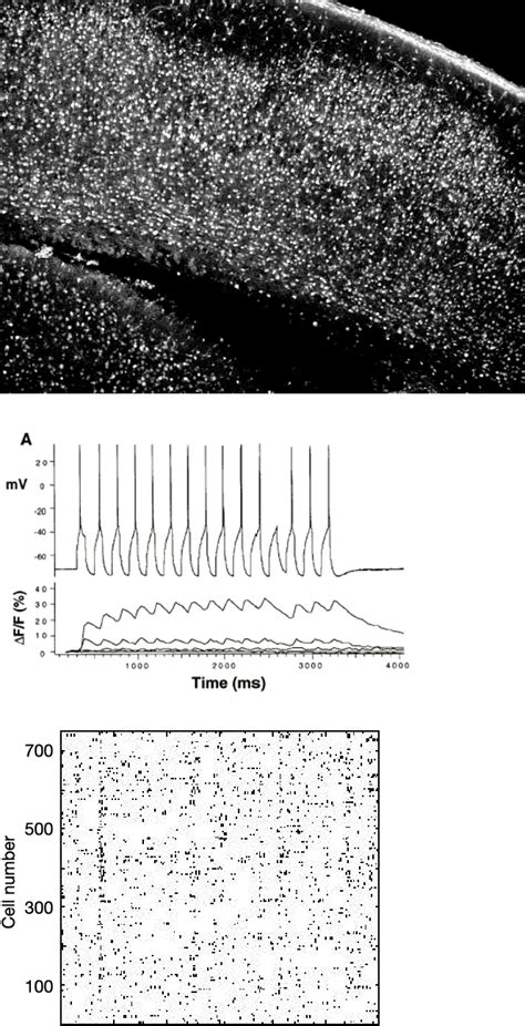 Figure 1 From The Brain Activity Map And Functional Connectomics Semantic Scholar