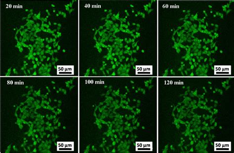 Fig S2 Lscm Images Showing Time Dependent Fluorescence Signals Of Hela Download Scientific