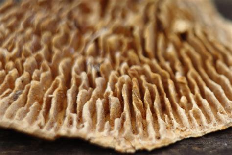 Underside Of The Toadstool By Vindergyr On Deviantart