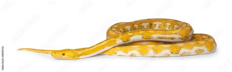 Female Juvenile Reticulated Python Aka Malayopython Reticulatus Snake Female Juvenile Reticulated Python Aka Malayopython Reticulatus Snake