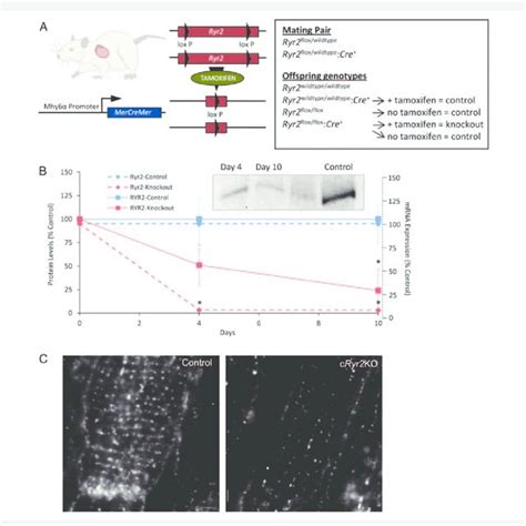 Acute Cardiac Specific Ryr2 Gene Ablation In Mice A Schemata