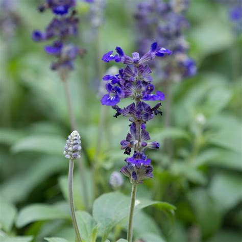 Perennial Flowers Long Lasting Garden Color Cape Garden Online