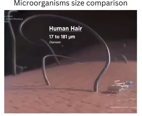 Patrick Kimuli On Linkedin Good Comparison Of Cell Sizes When Teaching