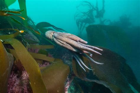 Incredible Octopus Sex Party Photographed By Diver Off West Country Coast Bristol Live
