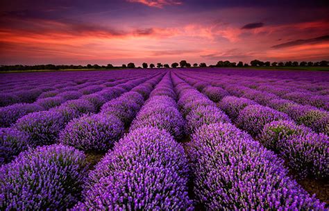 鲜花最美美景风景 最美丽鲜花风景图片 鲜花美景 大山谷图库