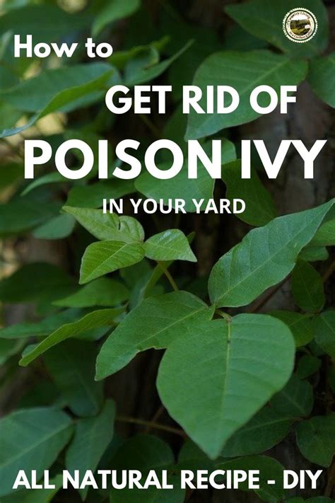 Homemade Poison Ivy Killer Recipe Get Rid Of Poison Ivy Plants