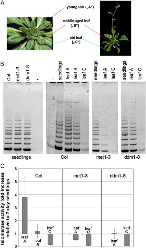 Telomerase Activity Dynamics In Arabidopsis Wild Type And Methylation Download Scientific