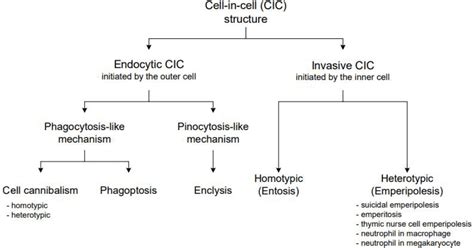 Exams And Me Emperipolesis