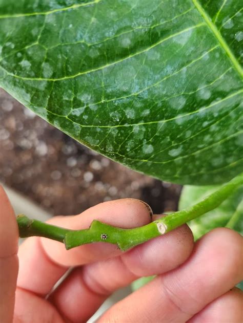 What Is This Tiny Brown Bug On My Mandevilla Plant Southwest Fl R Whatsthisbug