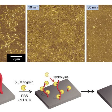 Haba Assay For Streptavidin Detection Download Table
