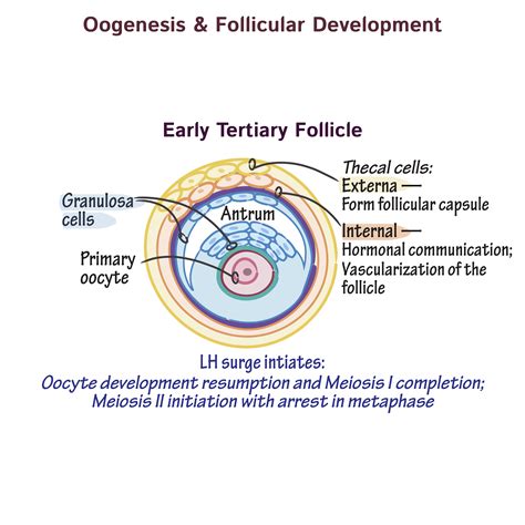 Physiology Glossary Oogenesis And Follicular Development Ditki Medical And Biological Sciences