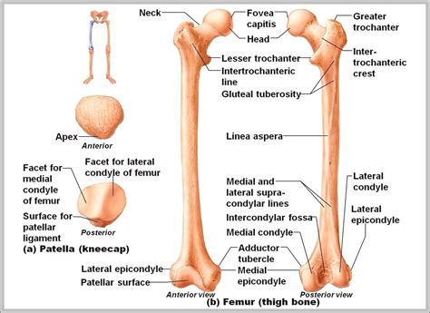 Anatomy Of Femur Image Anatomy System Human Body Anatomy Diagram