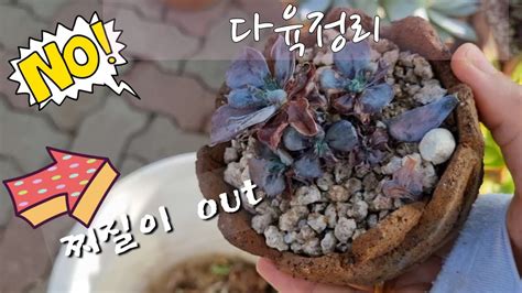 다육 찌질이 정리하고 여름 흔적 지우기다육화분주물럭손옹기화분화분 Youtube