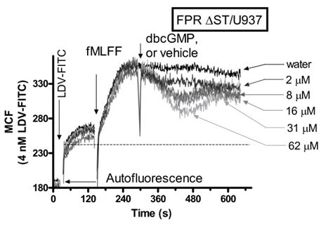 Effect Of The Cell Permeable Analog Of Cgmp On Binding And Dissociation