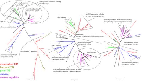 phylogenetic trees for tir domains and structurally related proteins