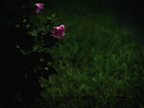 Hibiscus Mutabilis On Behance