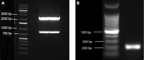 Protocol For The Design Conduct And Evaluation Of Prime Editing In Human Pluripotent Stem