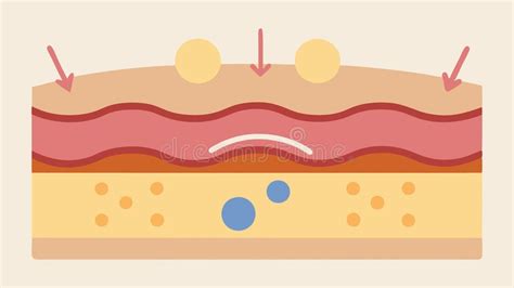 Skin Layer Diagram A Crosssection Of Skin Layers Highlighting Melanin