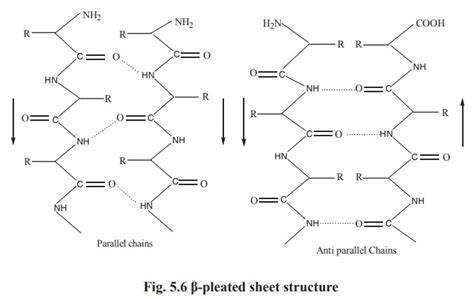 Beta Pleated Sheet Explain The Terms Primary And Secondary Structure