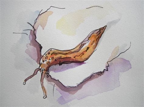 Sketchbook Wandering The Story Of The Not So Simple Slug
