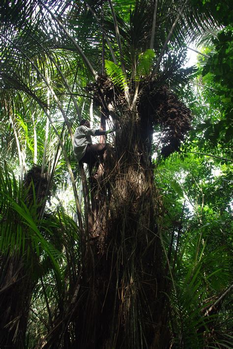 Raphia Hookeri Gmann And Hwendl