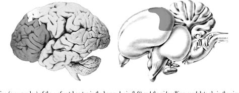 Figure 1 From Avian And Mammalian Prefrontal Cortices” Limited