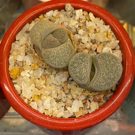 Current State Of Lithop Collection R Lithops