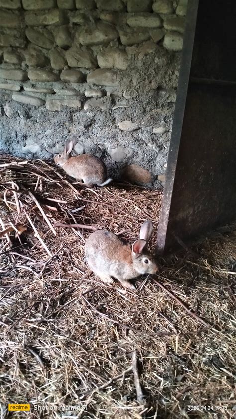 მეურნეობა იყიდება გარეულ კურდღეზე ნაჯვარი თვის 3 4თვის კურდღლები გურჯაანის რაიონი სოფელი