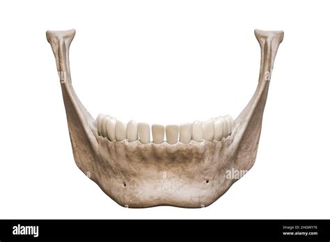 Human Jaw Bone Anatomy Mandible Lateral View With Labels Axial