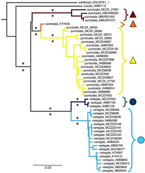 A Maximum Likelihood Phylogram Based On The Concatenated Molecular Data