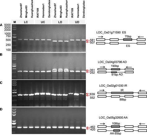 Validation Of Alternative Splicing By Rt Pcr Ad Represents 4 Gene