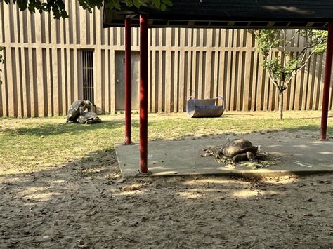 거북이가 밥먹고 섹스하는 사진  유머 움짤 이슈 에펨코리아