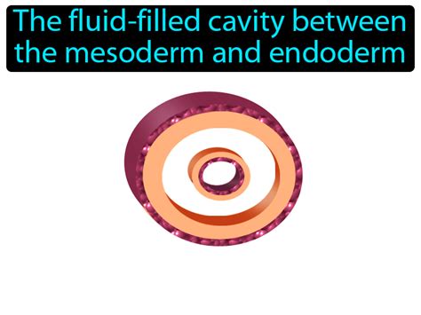 Pseudocoelom Definition And Image Gamesmartz