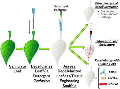 Green Hearts Spinach Leaves In Heart Tissue Regeneration