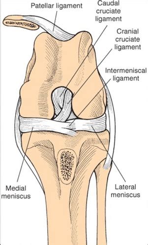 Cranial Cruciate Ligament Disease Flashcards Quizlet