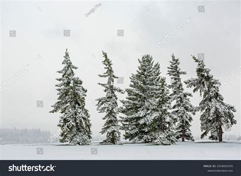 Evergreen Trees