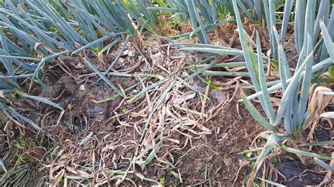 봄에 심은 대파 아침에 와보니 밤에 몰래 들어와서 훔쳐 도망갔습니다 누굴까요 Youtube