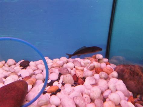 โลมาน้อย จำหน่ายปลาสวยงามทุกชนิดสมุทรปราการ