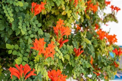 Premium Photo Tecoma Capensis Cape Honeysuckle Flowering Plant With