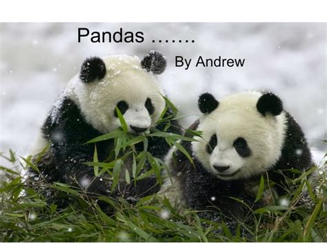 andrew pandas ppt
