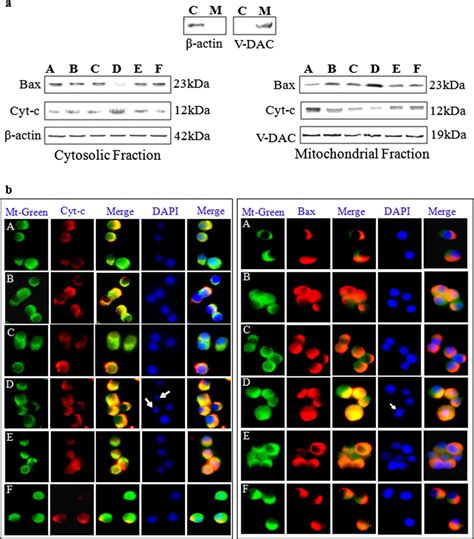 A Translocation Of Cytoplasmic Bax Protein To Mitochondria And