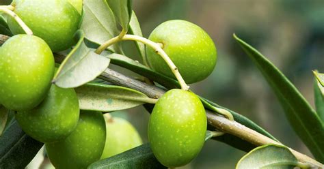 Types Of Green Olives
