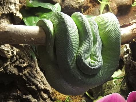 Green Python Zoochat