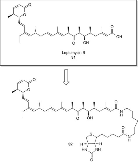 Leptomycin B And Biotinylated Derivative Download Scientific Diagram