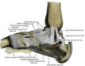 Medial Ankle Sprain Wikism Sports Medicine Wiki
