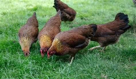 Welsummer Chicken Breed Profile The Hip Chick