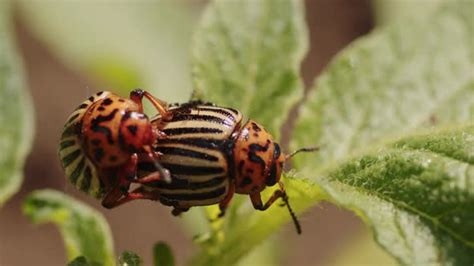 Colorado Beetles Having Sex On Green Leaf Nature Stock Footage Ft Beetles And Sex Envato
