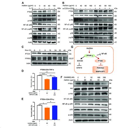 Pparγ Pten Pathway In Astilbin Treated Cd4 T Cells Effects Of