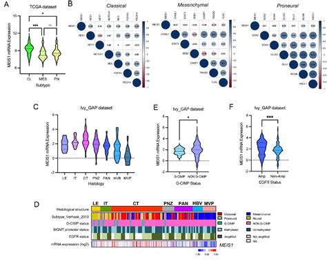 Figure 3 From The Impact Of Meis1 Tale Homeodomain Transcription Factor