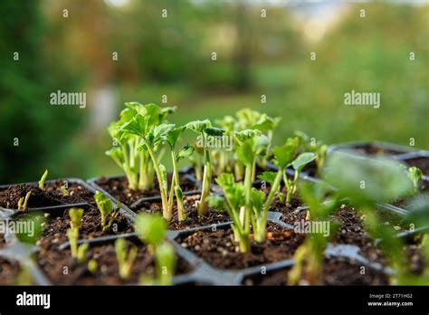 Seedling Tray Full Of Young Sprouting Ranunculus Plants Persian